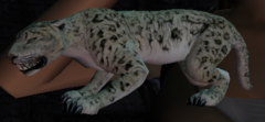 Snow Leopards - WikiRaider